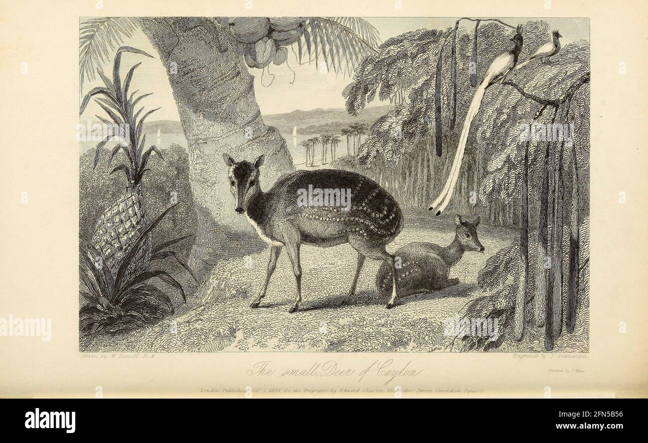 The Small Deer Of Ceylon From the book ' The Oriental annual, or ...