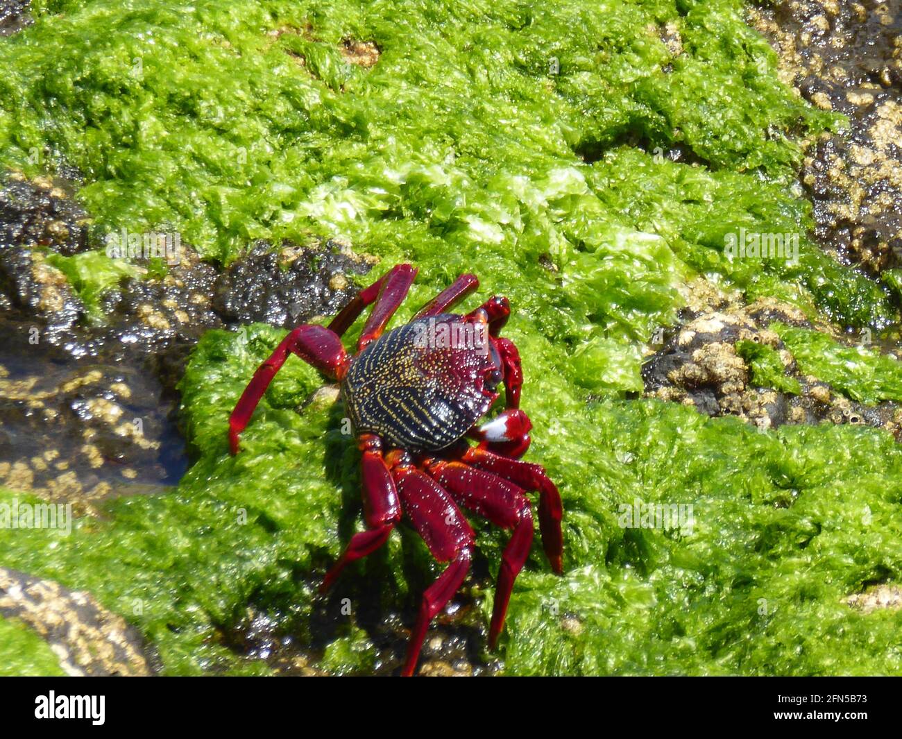 Atlantic ocean sea life hi-res stock photography and images - Alamy