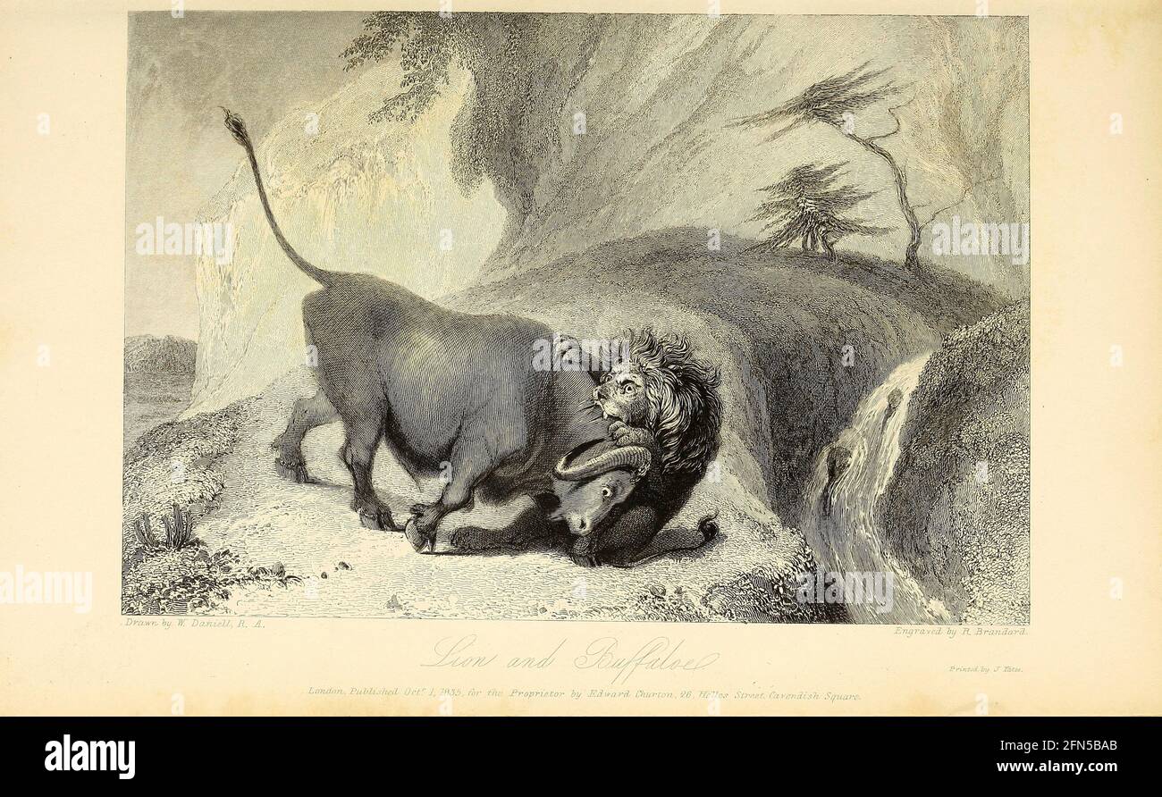 Lion And Buffaloe From the book ' The Oriental annual, or, Scenes in ...