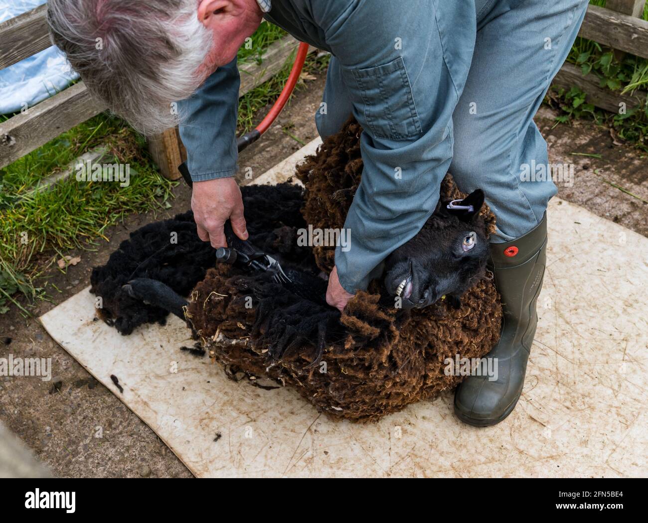 Sheep shears hi-res stock photography and images - Alamy