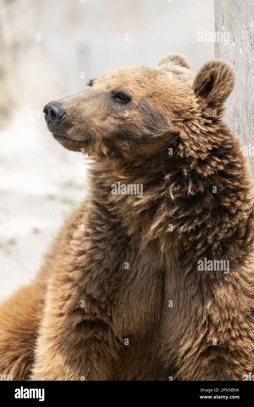 A Syrian Brown Bear at a refuge in Tehran, Iran Stock Photo - Alamy