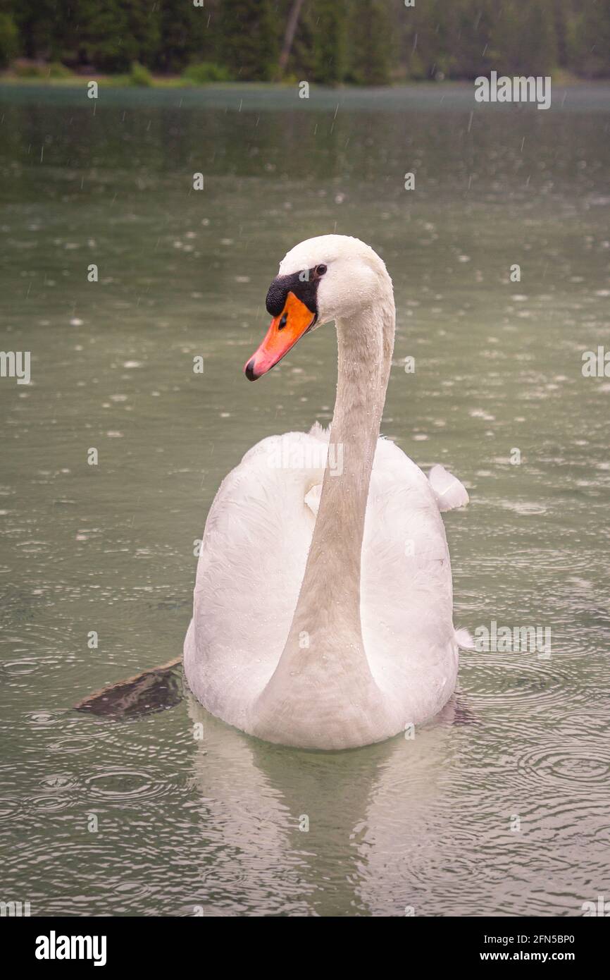 beautiful elegant single white swan swimming in lake on rainy day at ...