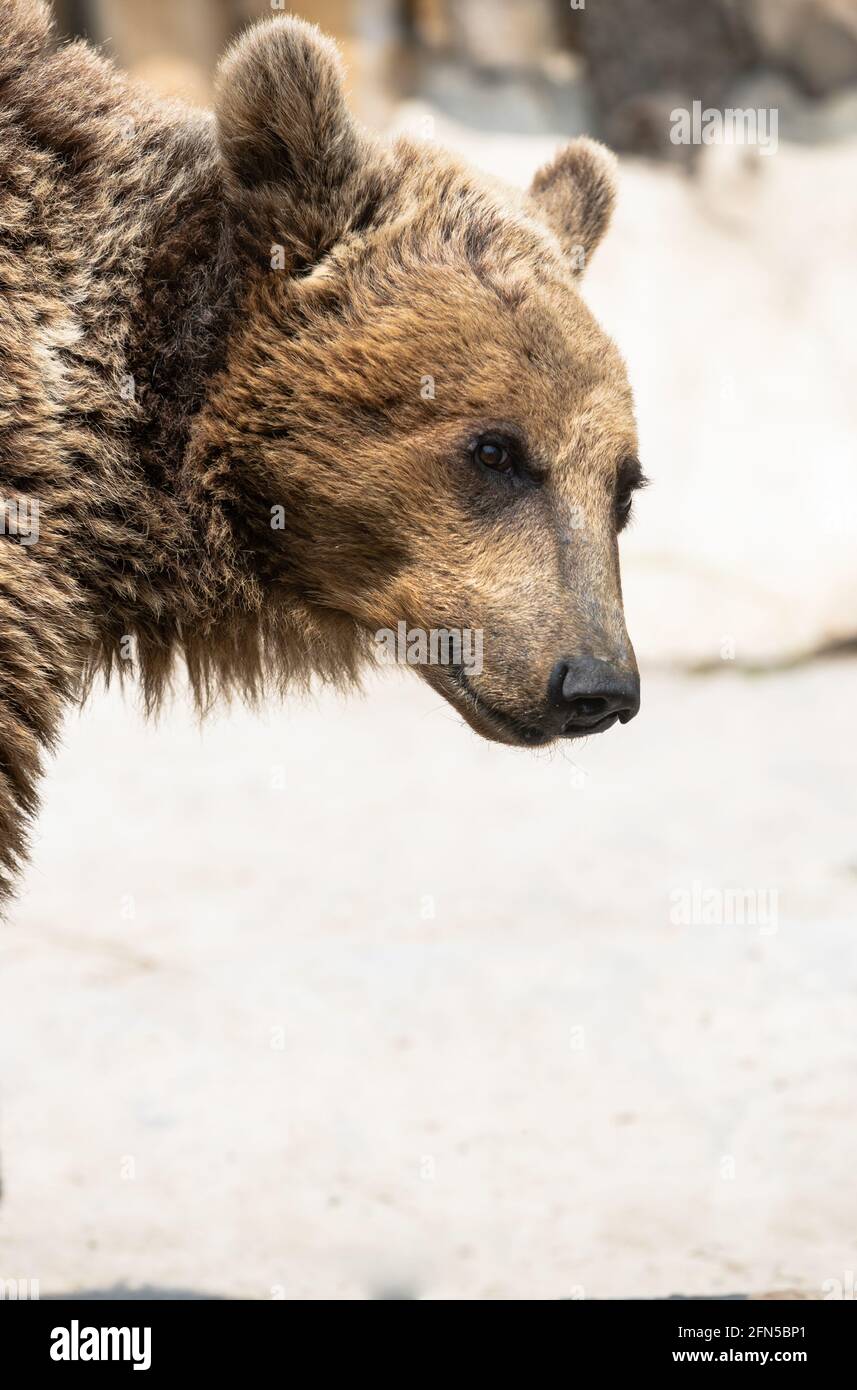 A Syrian Brown Bear at a refuge in Tehran, Iran Stock Photo - Alamy