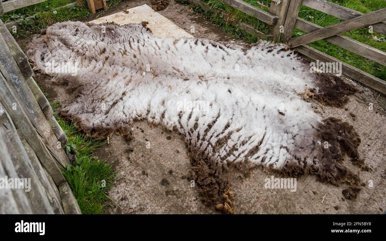 Sheeps Fleece High Resolution Stock Photography and Images - Alamy