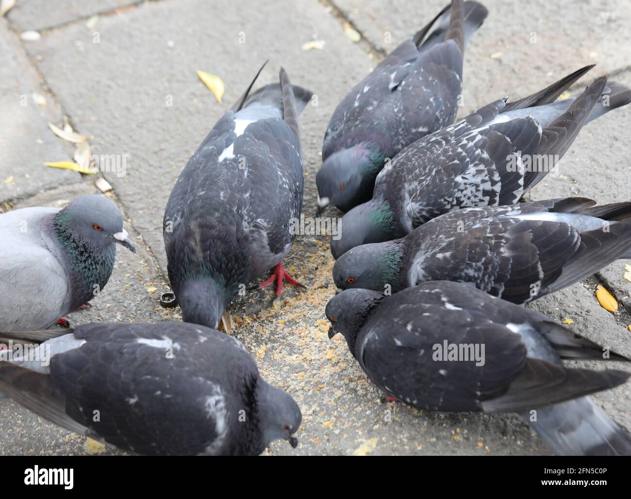 Hungry pigeon eating bread in hi-res stock photography and images - Alamy