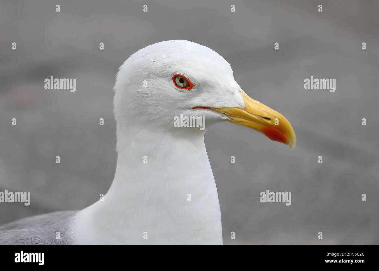 detail of the white angry seagull with the long yellow beak Stock Photo ...