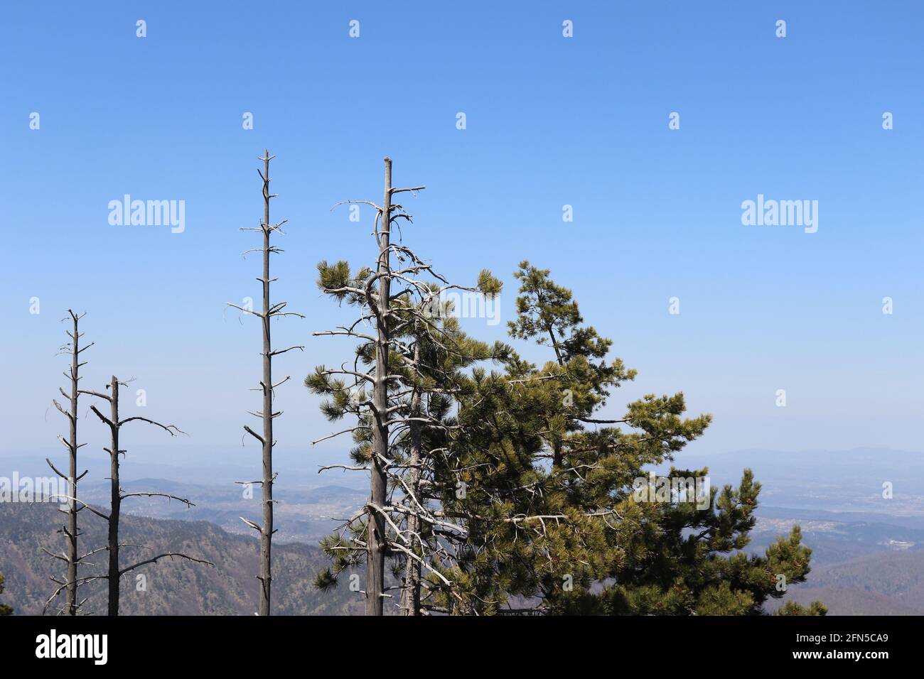 Canopy of pine trees in a pine forest hi-res stock photography and ...