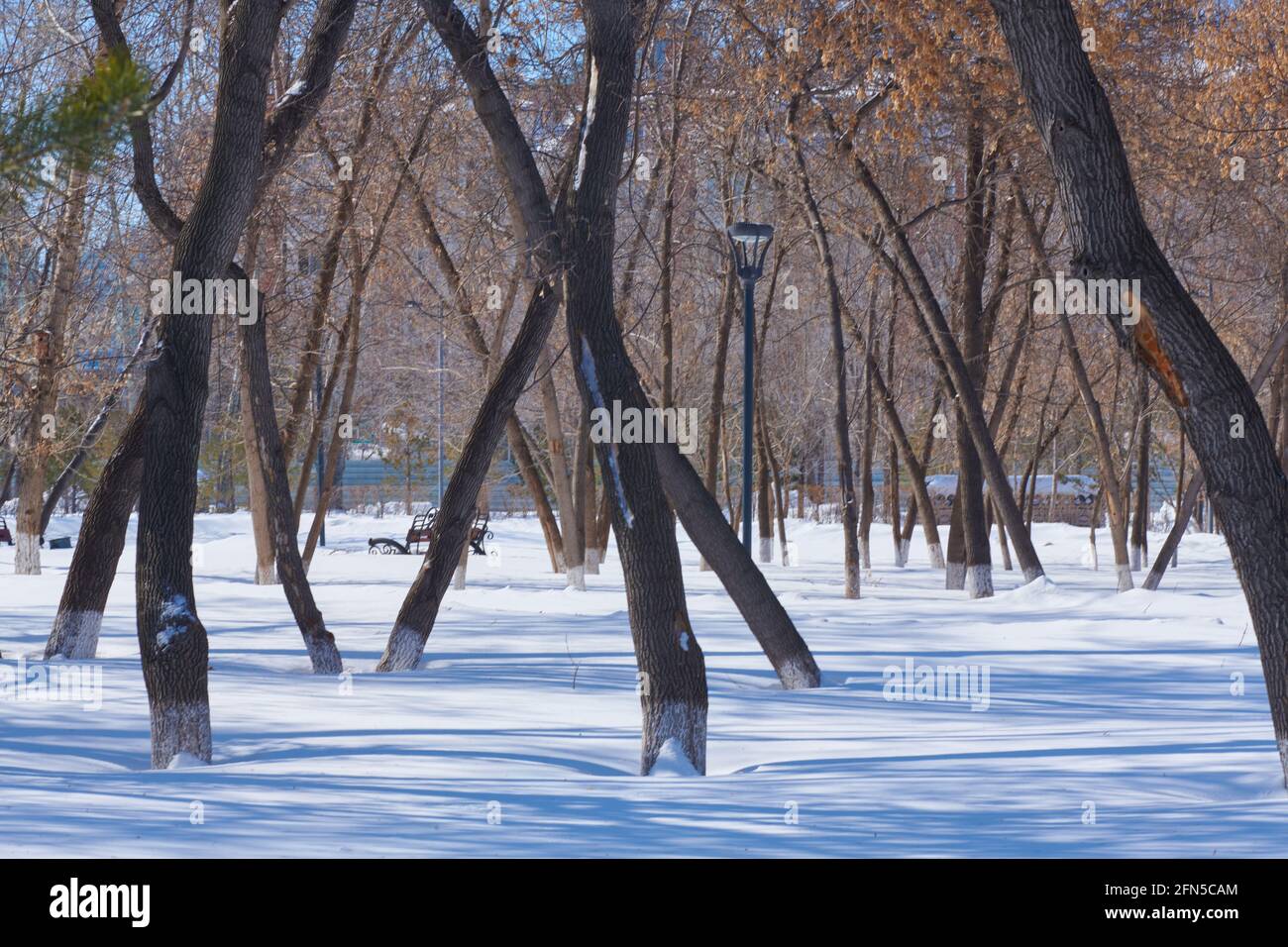 different trees in the park in the snow in winter Stock Photo - Alamy