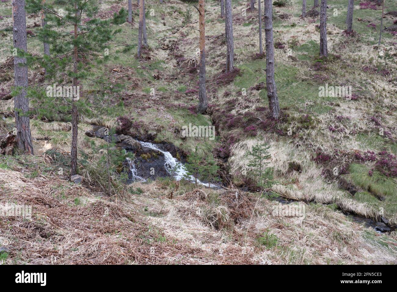 Mountain stream through forest hi-res stock photography and images - Alamy