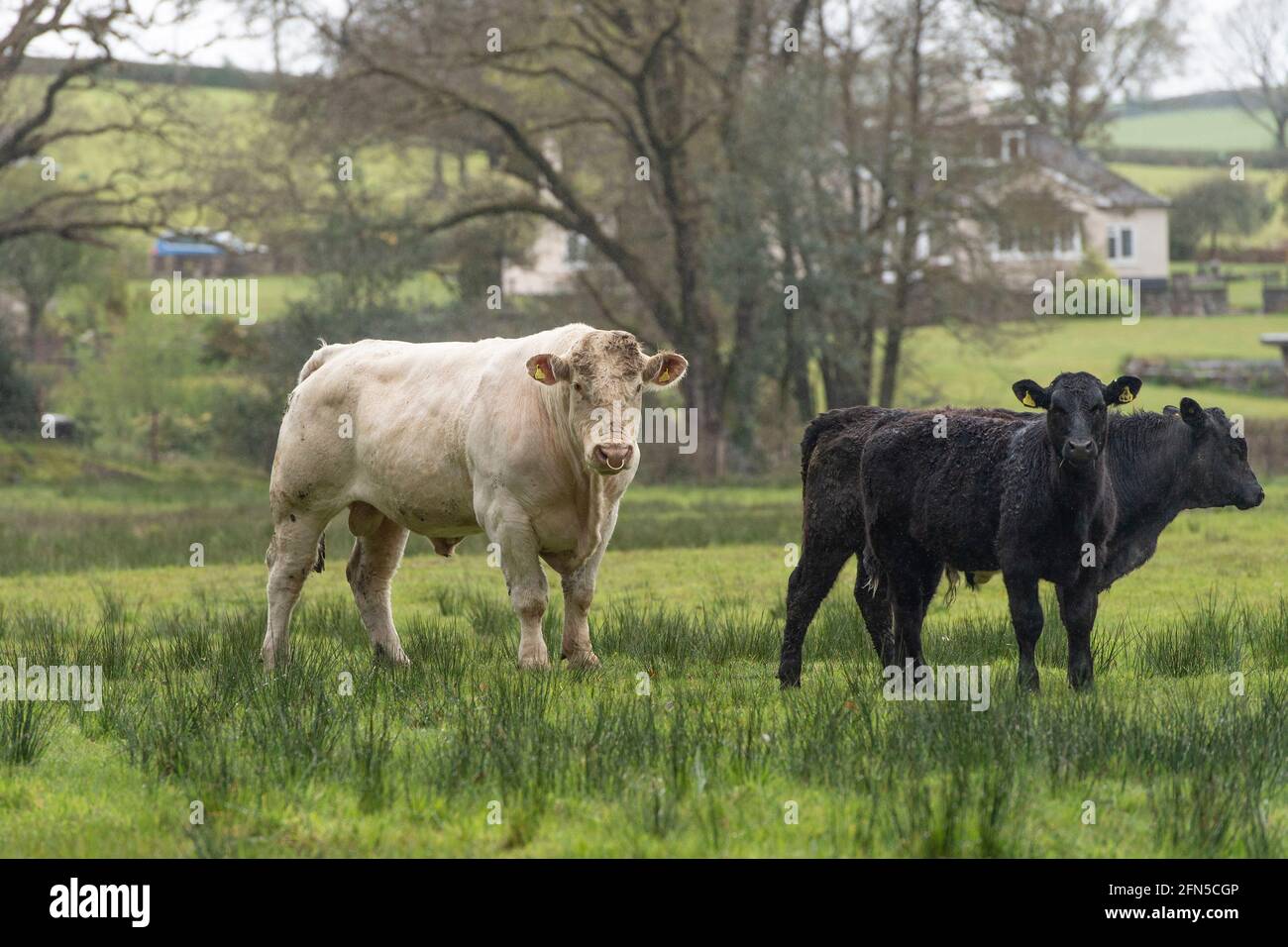 Bull and cows uk field hi-res stock photography and images - Alamy