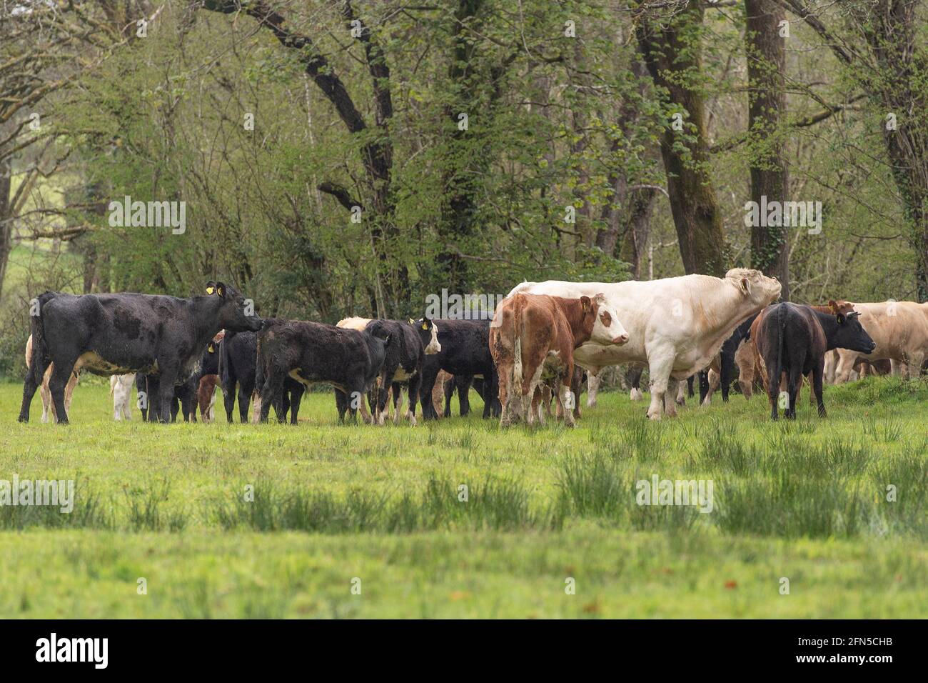 Bull cows hi-res stock photography and images - Alamy