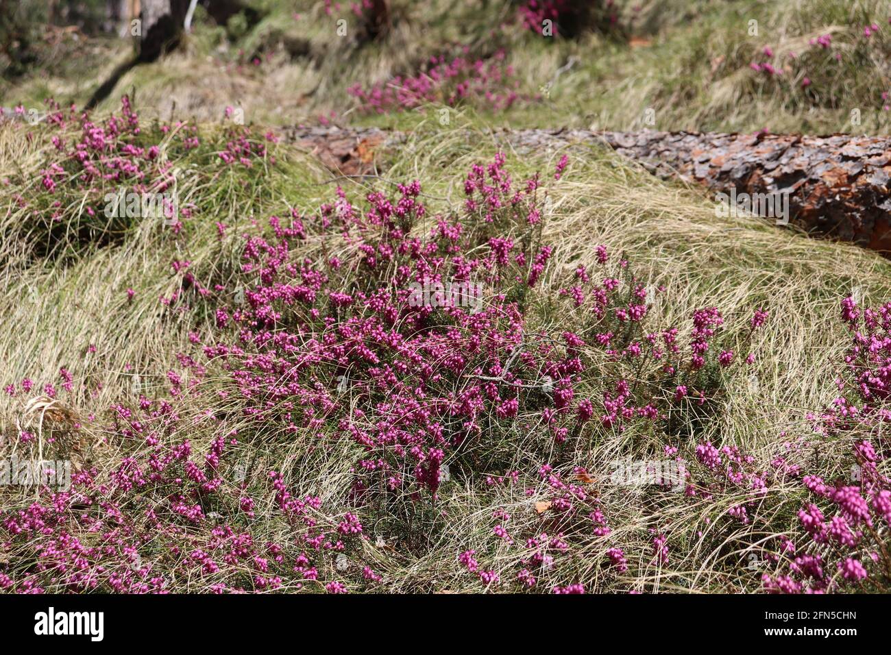 Heather as a bath hi-res stock photography and images - Alamy