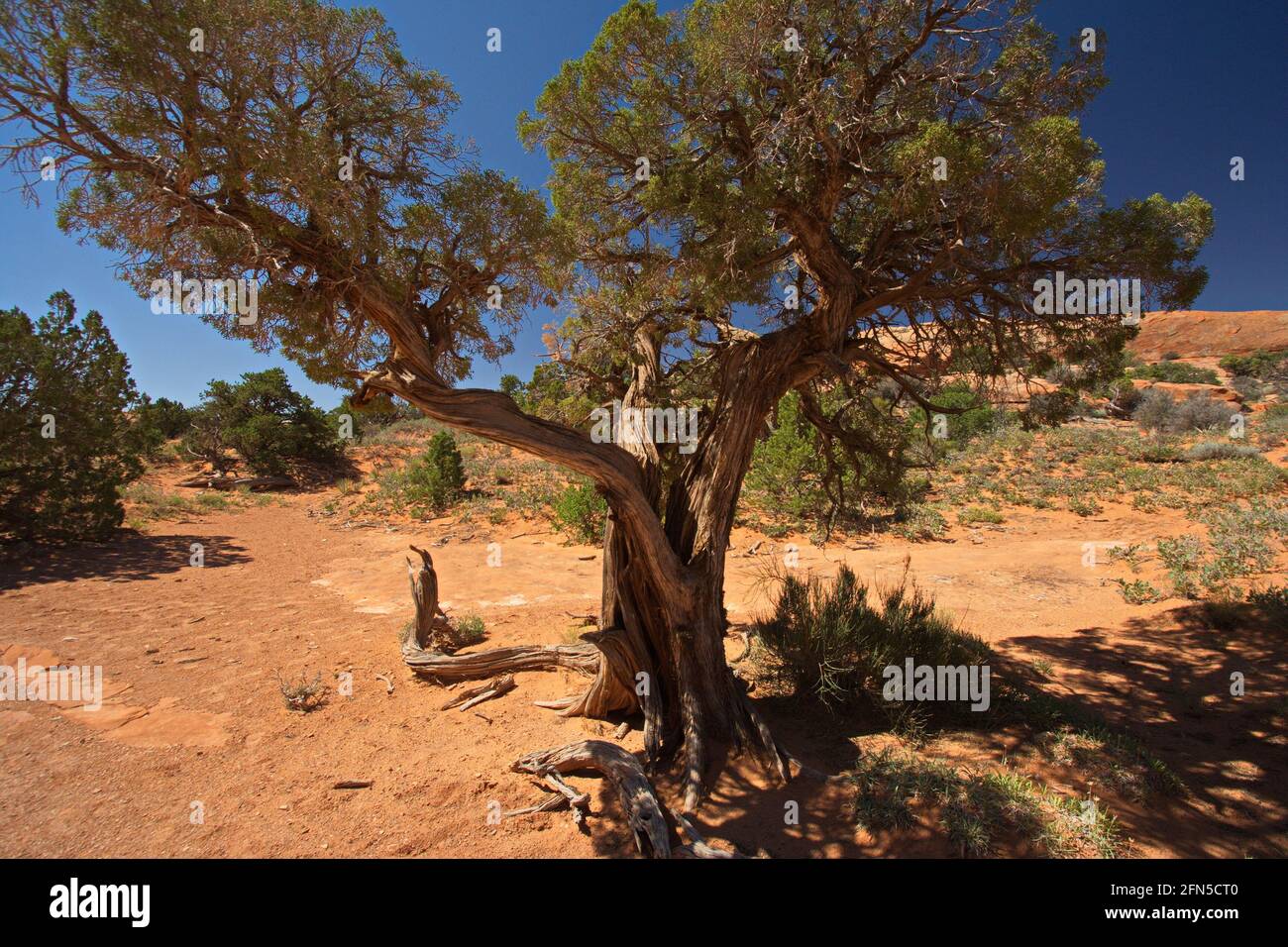 Big tree in Arches National Park in Utah in the USA Stock Photo - Alamy