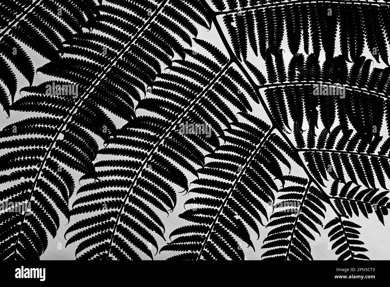 Close up of Laua'e-o-Makana Pe'ahi fern.Kauai, Hawaii Stock Photo - Alamy
