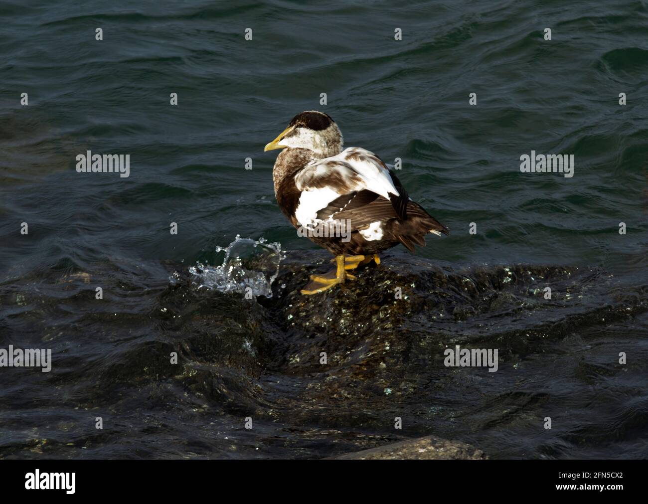The Eider Duck is fully marine in its habits with a diet that requires ...