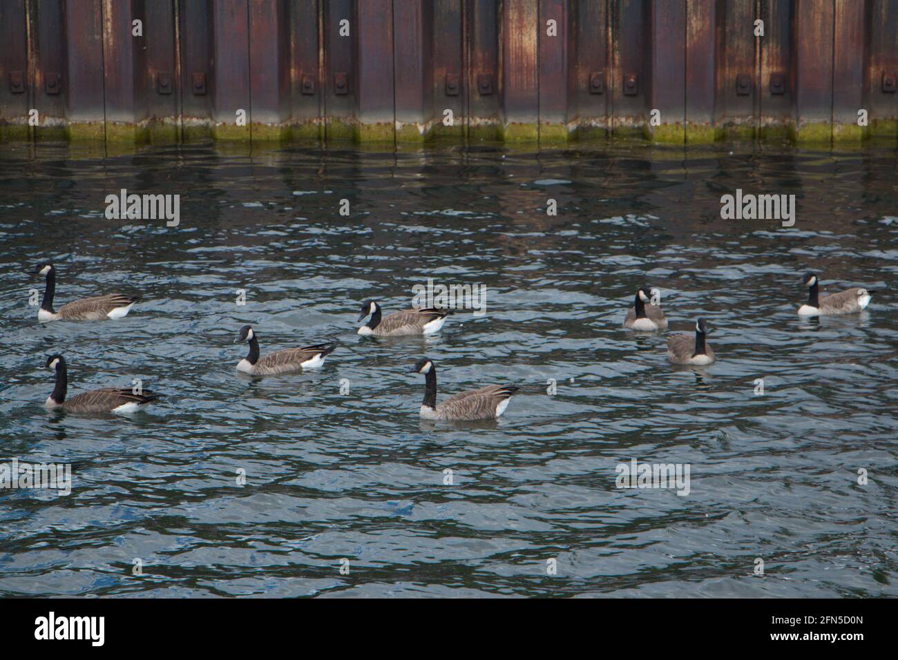 Buffalo duck hi-res stock photography and images - Alamy