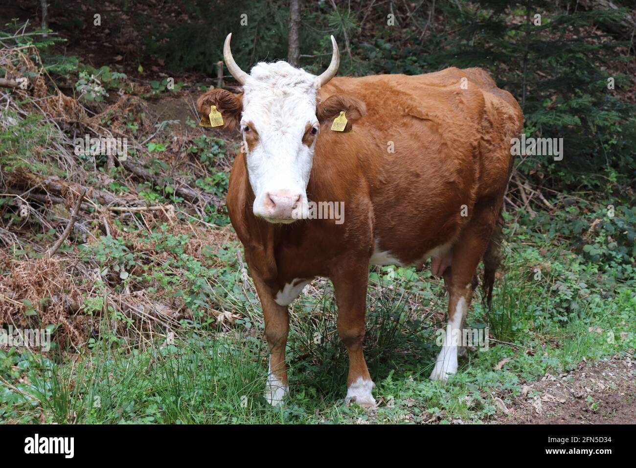 White forest cow hi-res stock photography and images - Alamy