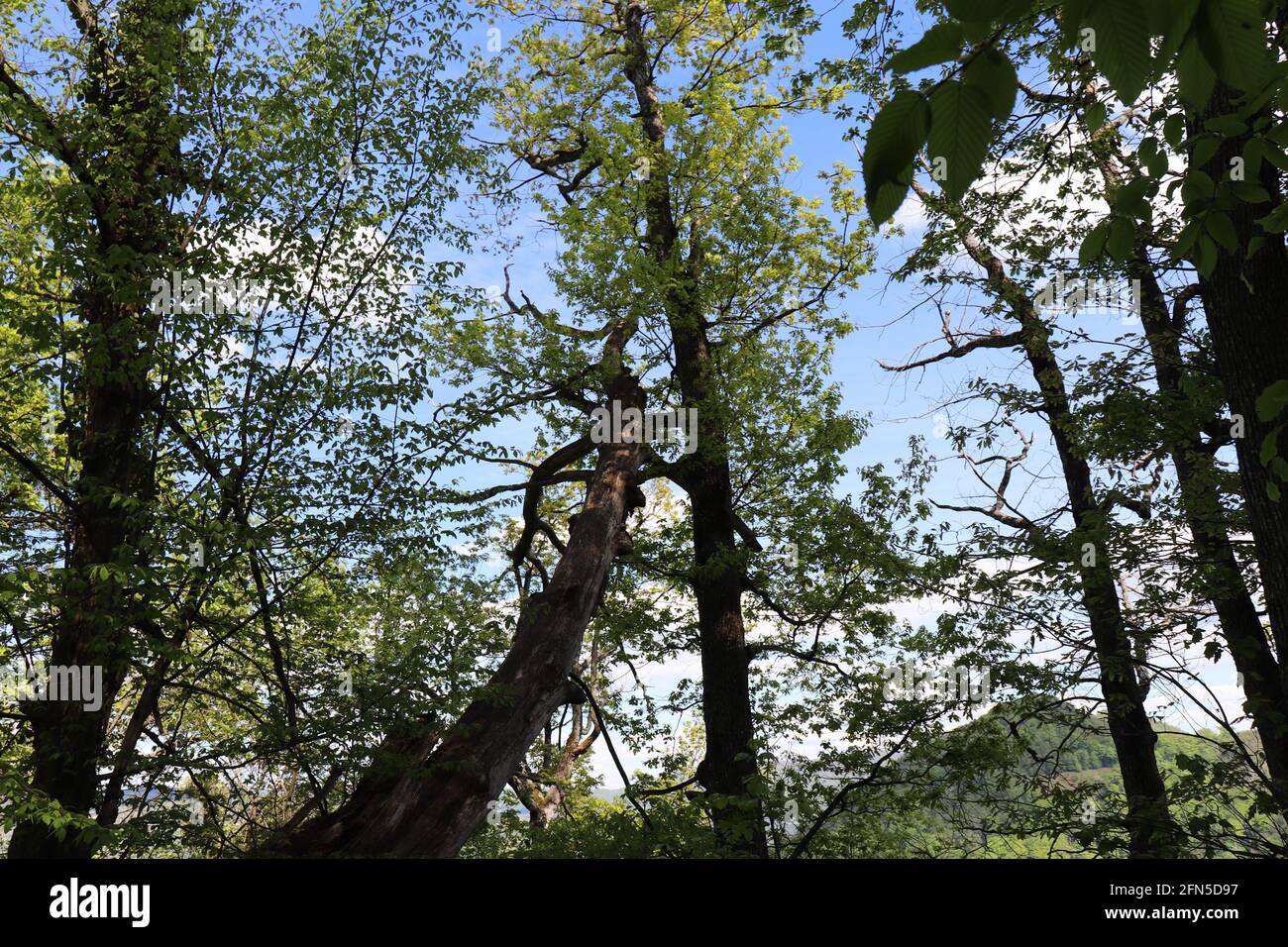 Crown canopy eucalyptus hi-res stock photography and images - Alamy