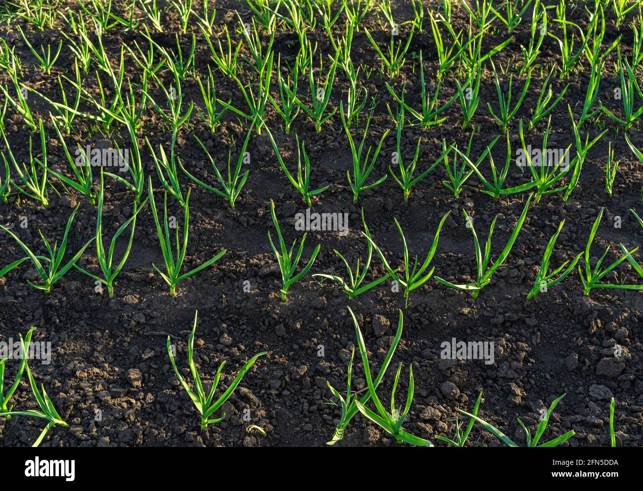 Growing garlic in natural conditions in black soil in the fresh air. A ...