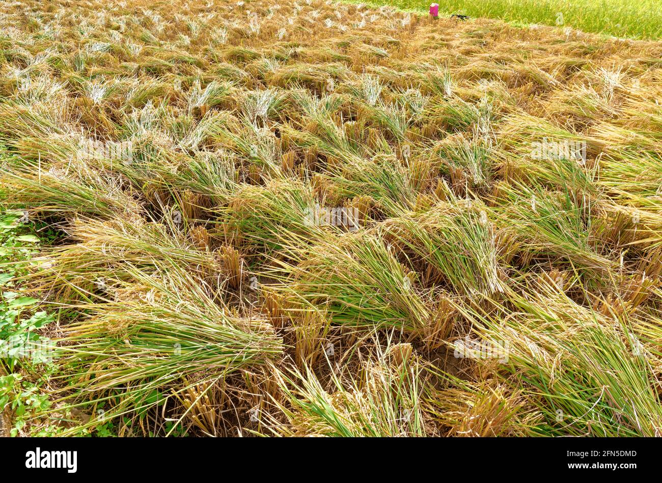 Rice farming process hi-res stock photography and images - Alamy