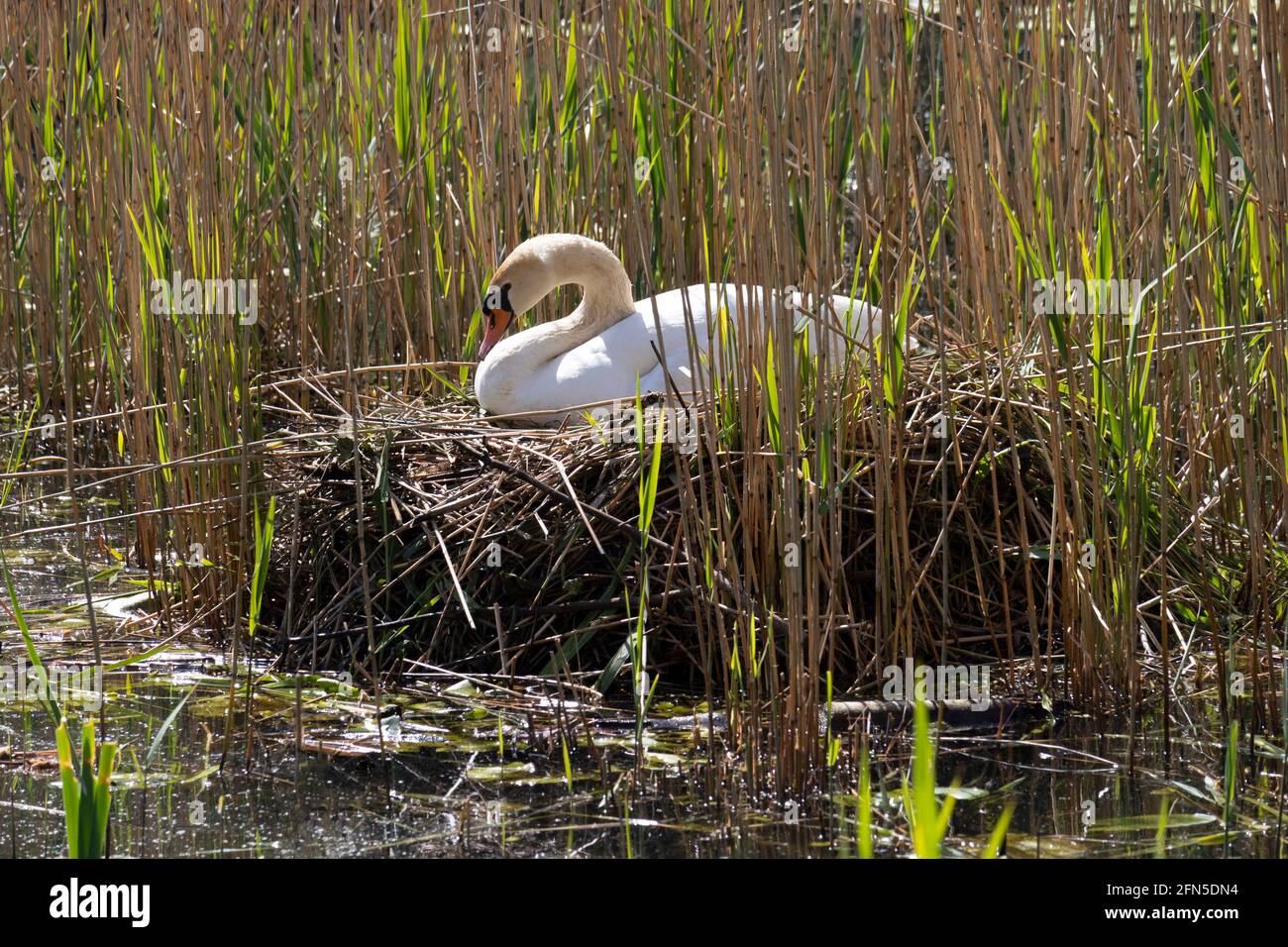 Female white swan breeding on a nest Stock Photo - Alamy