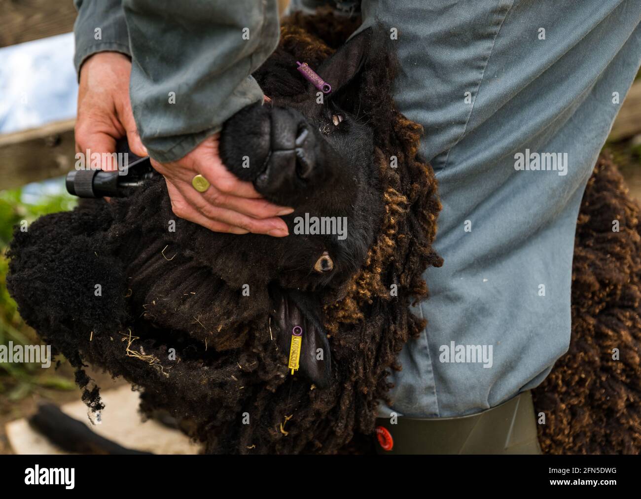 East Lothian, Scotland, United Kingdom. 14th May, 2021. Sheep shearing ...