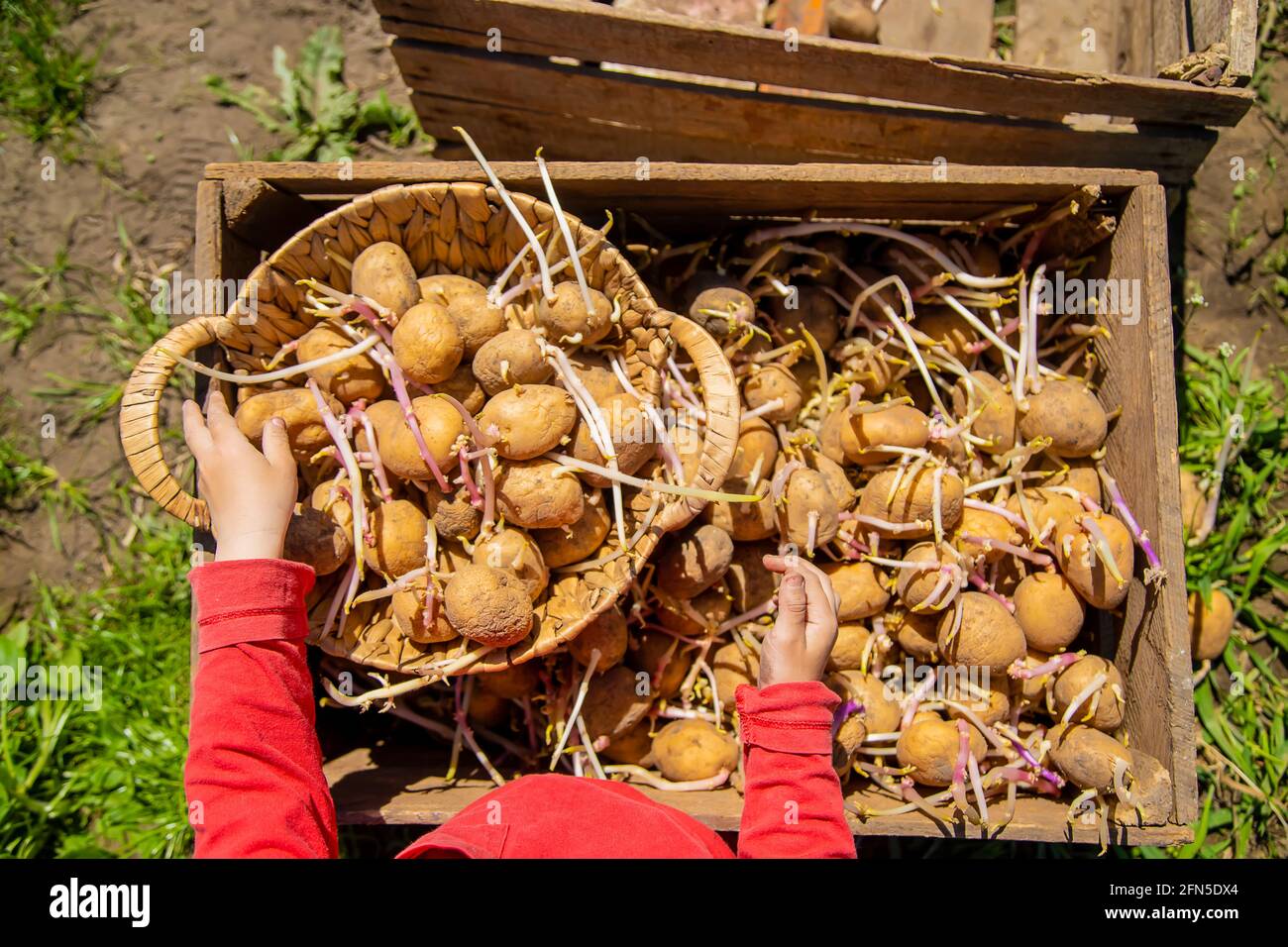 child helps plant potatoes in the ground Stock Photo - Alamy