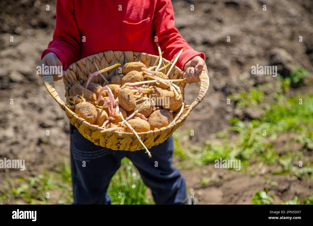 child helps plant potatoes in the ground Stock Photo - Alamy