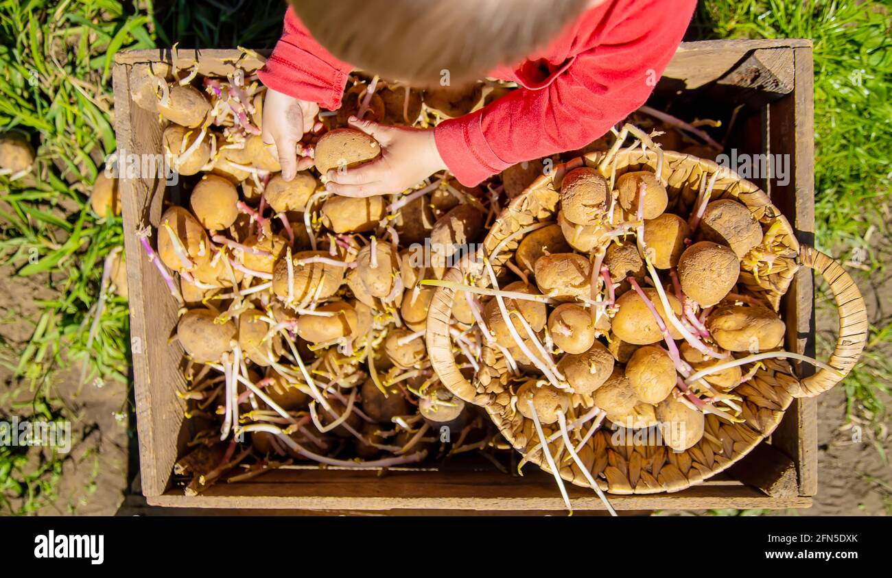 child helps plant potatoes in the ground Stock Photo - Alamy