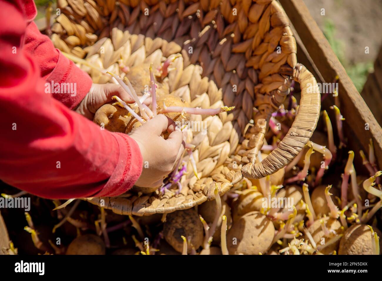child helps plant potatoes in the ground Stock Photo - Alamy