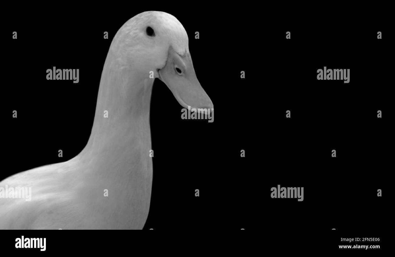 Water and beautiful white duck Black and White Stock Photos & Images ...
