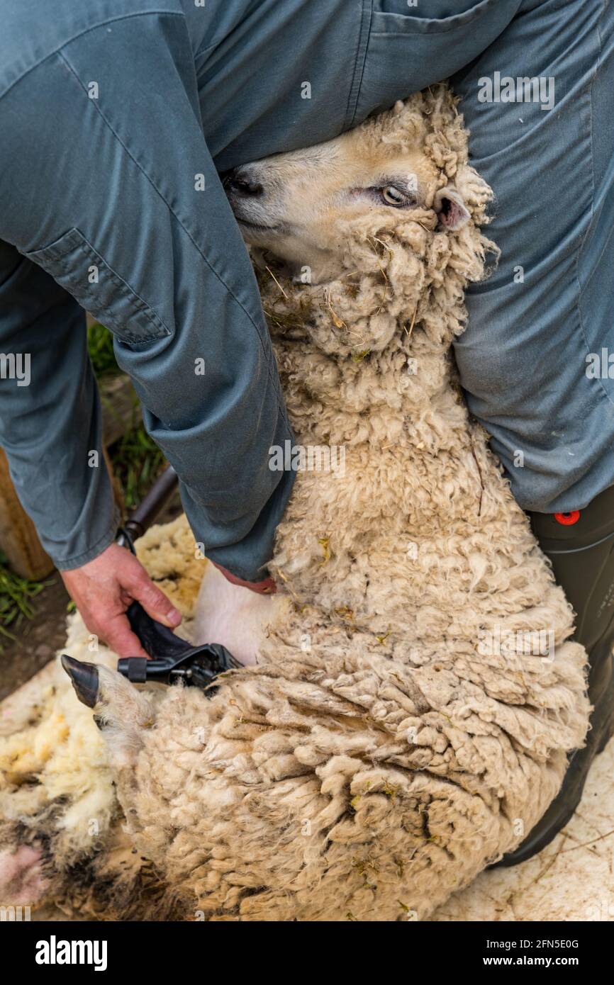 East Lothian, Scotland, United Kingdom. 14th May, 2021. Sheep shearing ...