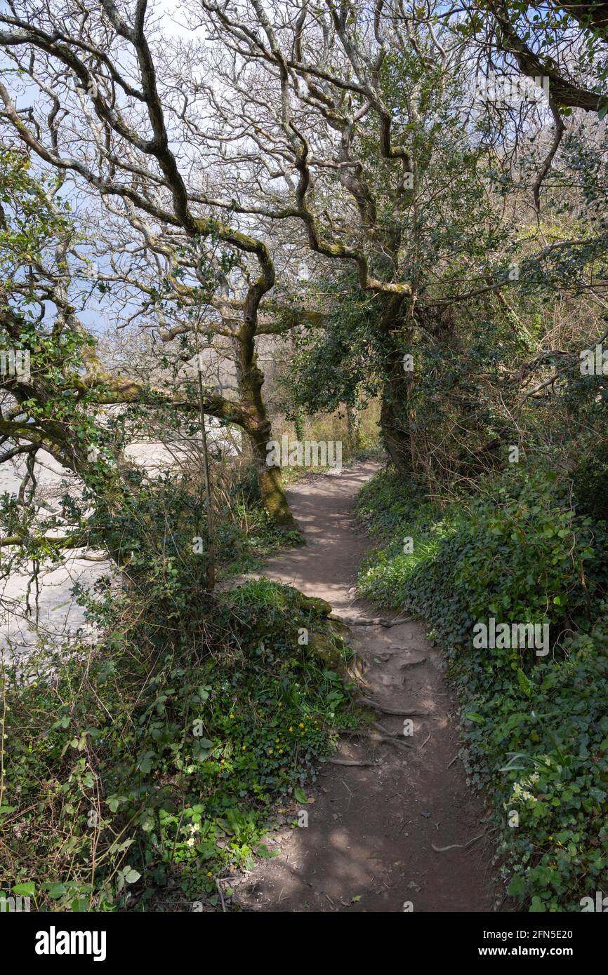 Oak woodland on the coastal path at Wonwell Beach, Erme Estuary, Devon ...