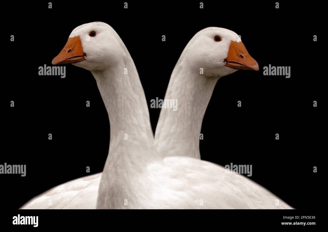 Two domestic goose hi-res stock photography and images - Alamy