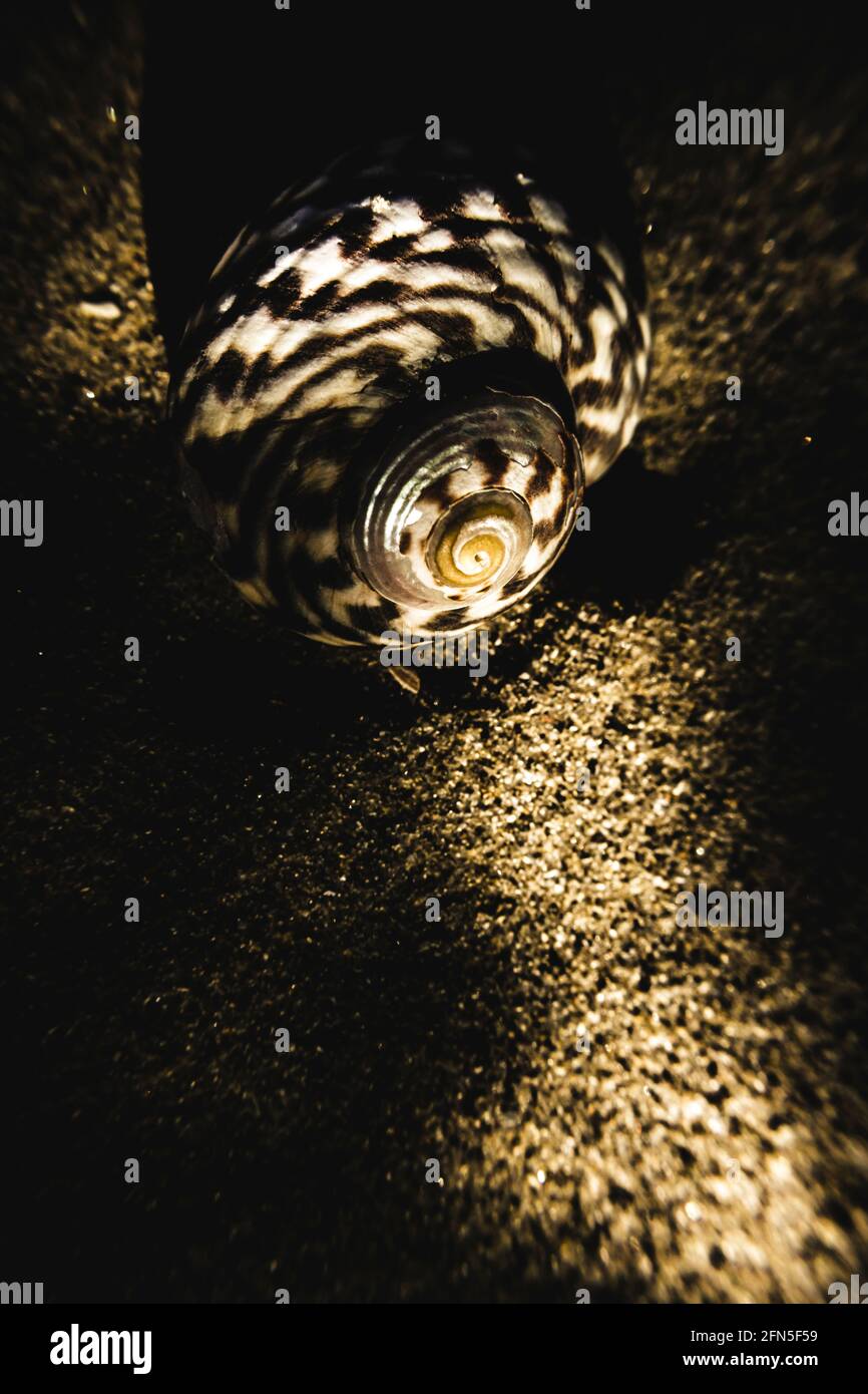 Close Up Shell Spiral Detail High Resolution Stock Photography and ...