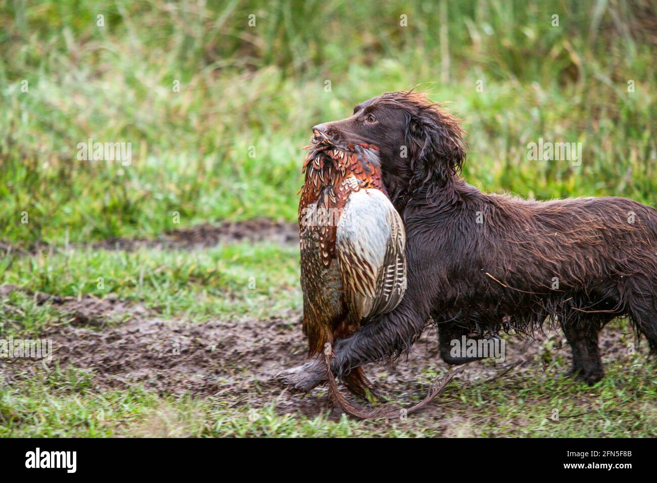 A gun dog retrieves a pheasant during a drive in Angus, Scotland Stock ...