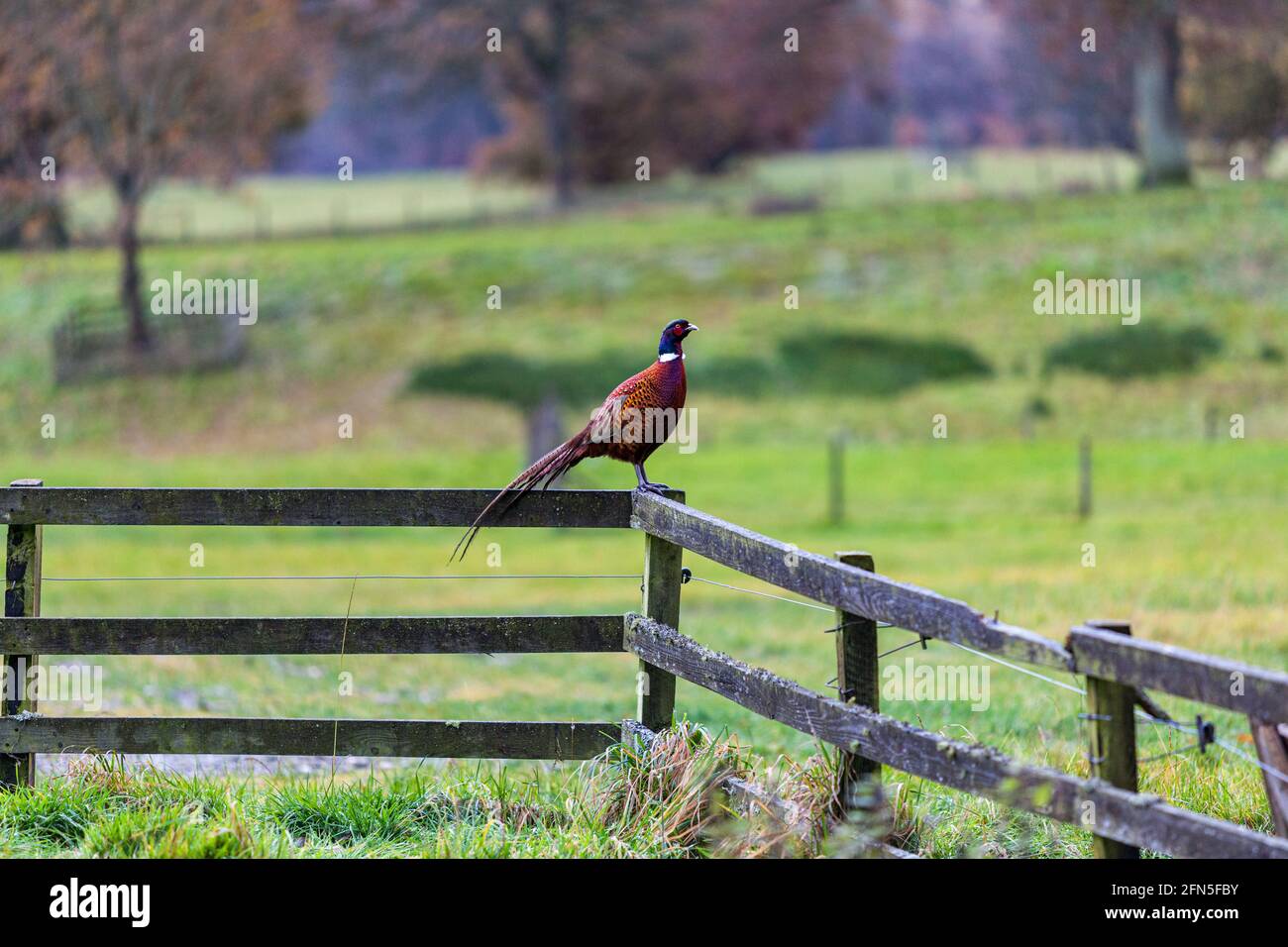 A colouful pheasant sitting on a fence on a rural estate in Angus ...