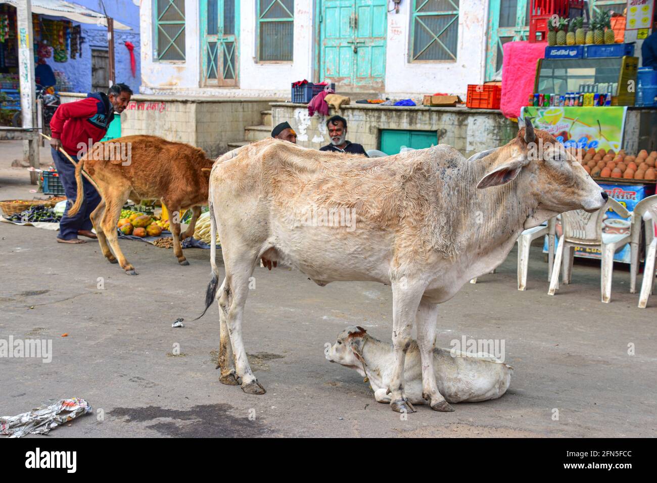 Cows, Pushkar, Rajasthan, India Stock Photo - Alamy