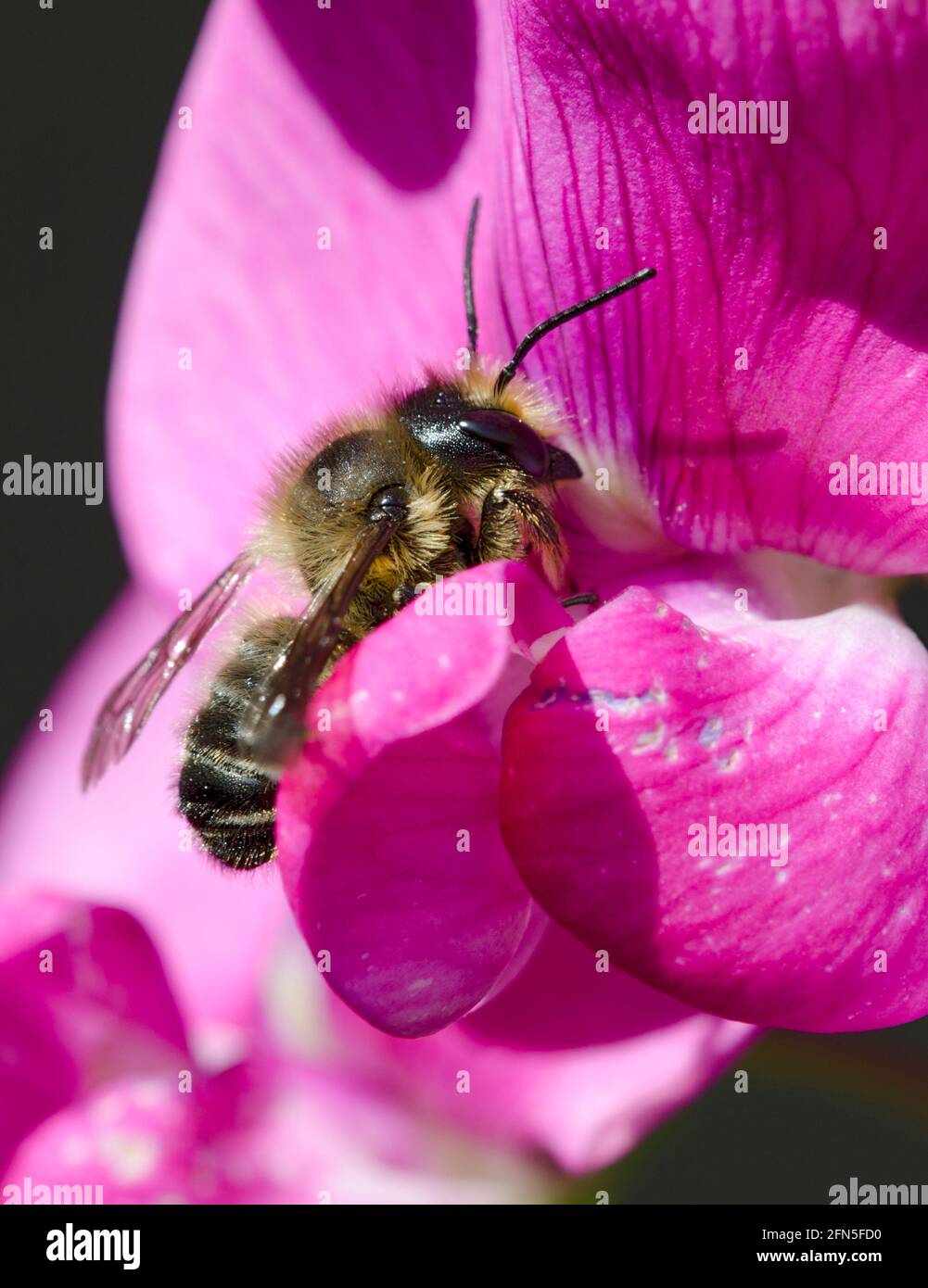 Leaf Cutter Bee on Pink Sweet Pea Stock Photo - Alamy