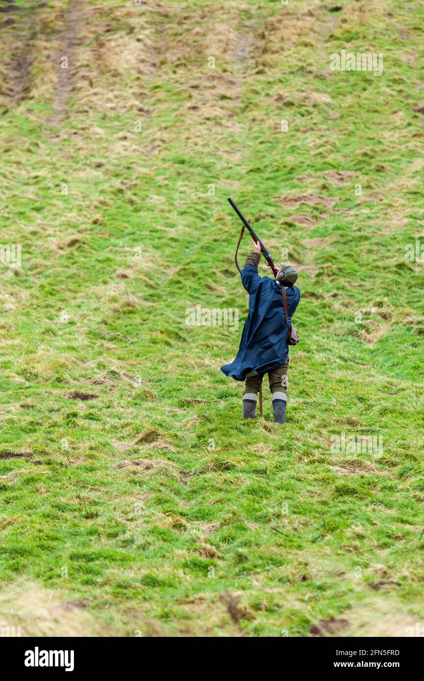 A gun in action during a pheasant and partridge driven shoot on an ...