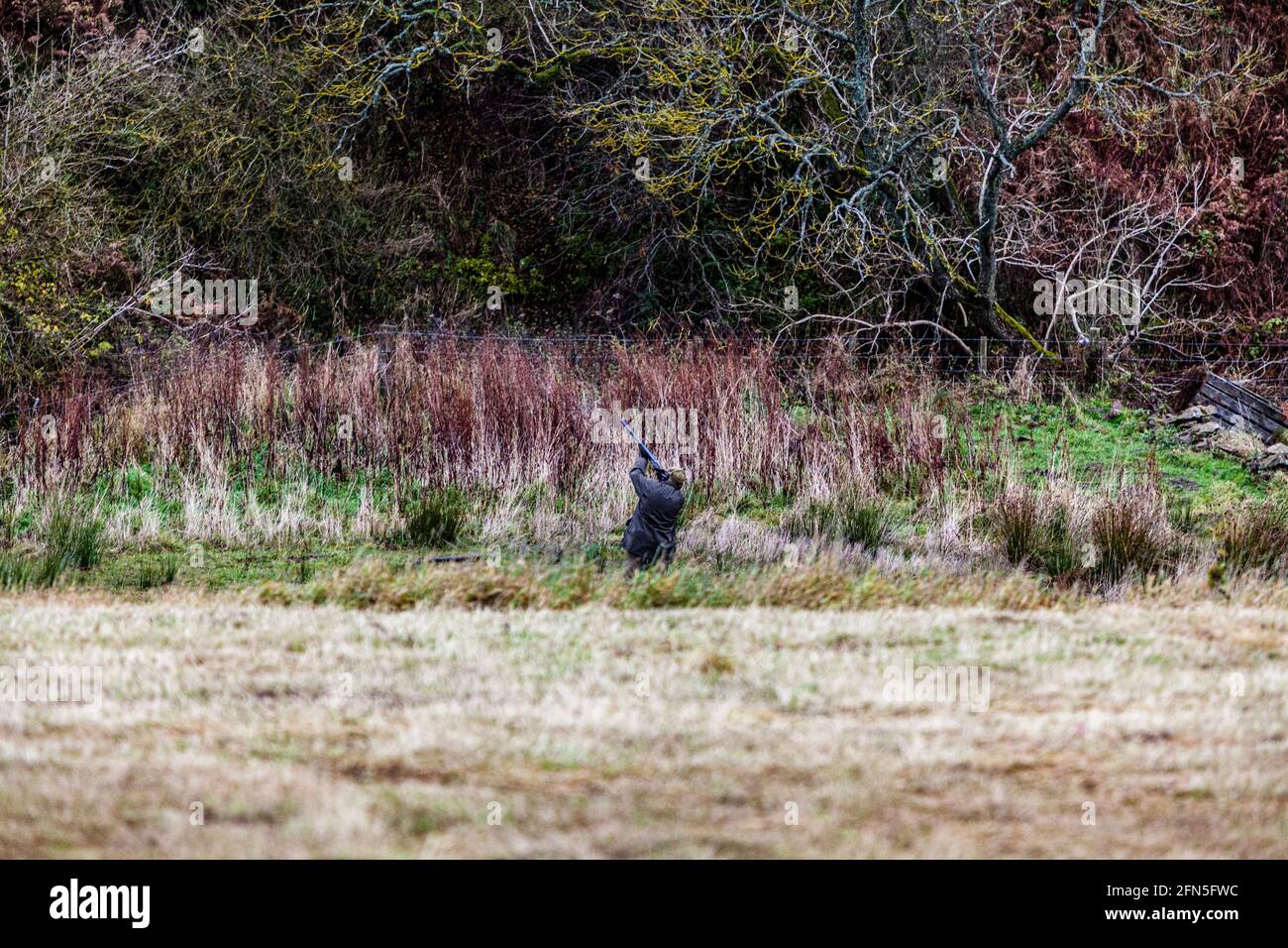 A gun in action during a pheasant and partridge driven shoot on an ...