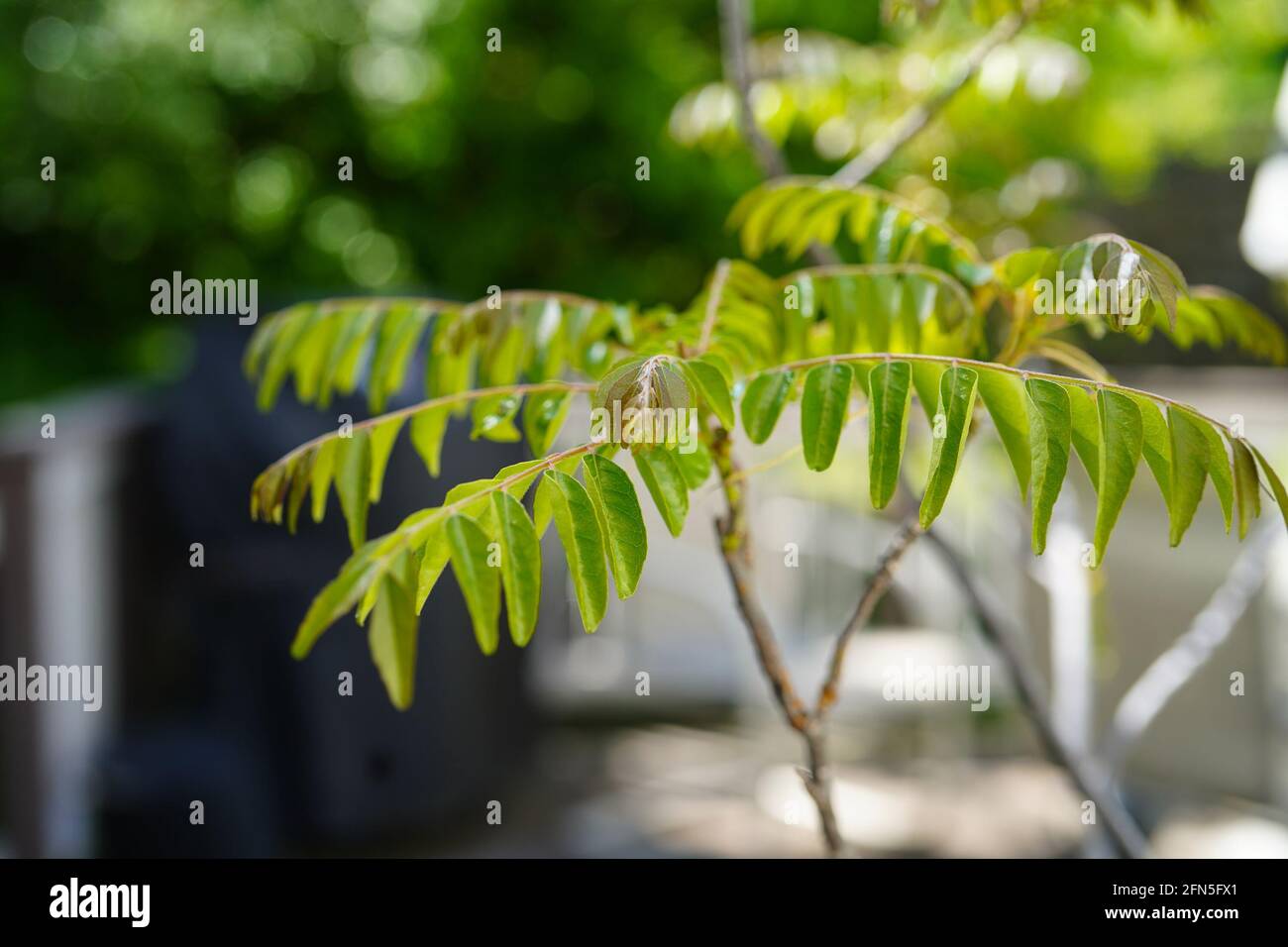 Fresh indian curry tree hi-res stock photography and images - Alamy