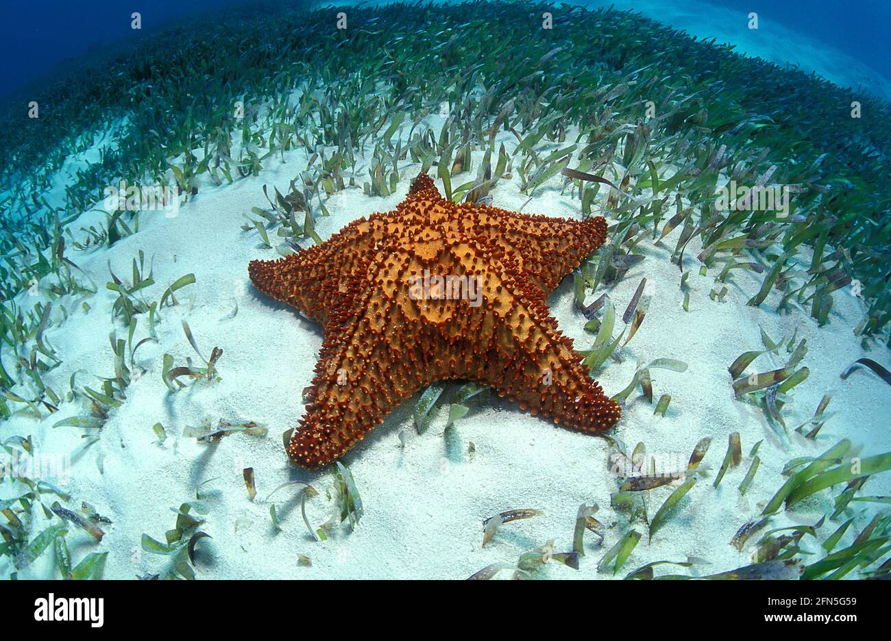 Cushion Starfish in Turtlegrass, off Islamorada, Florida Keys Stock ...
