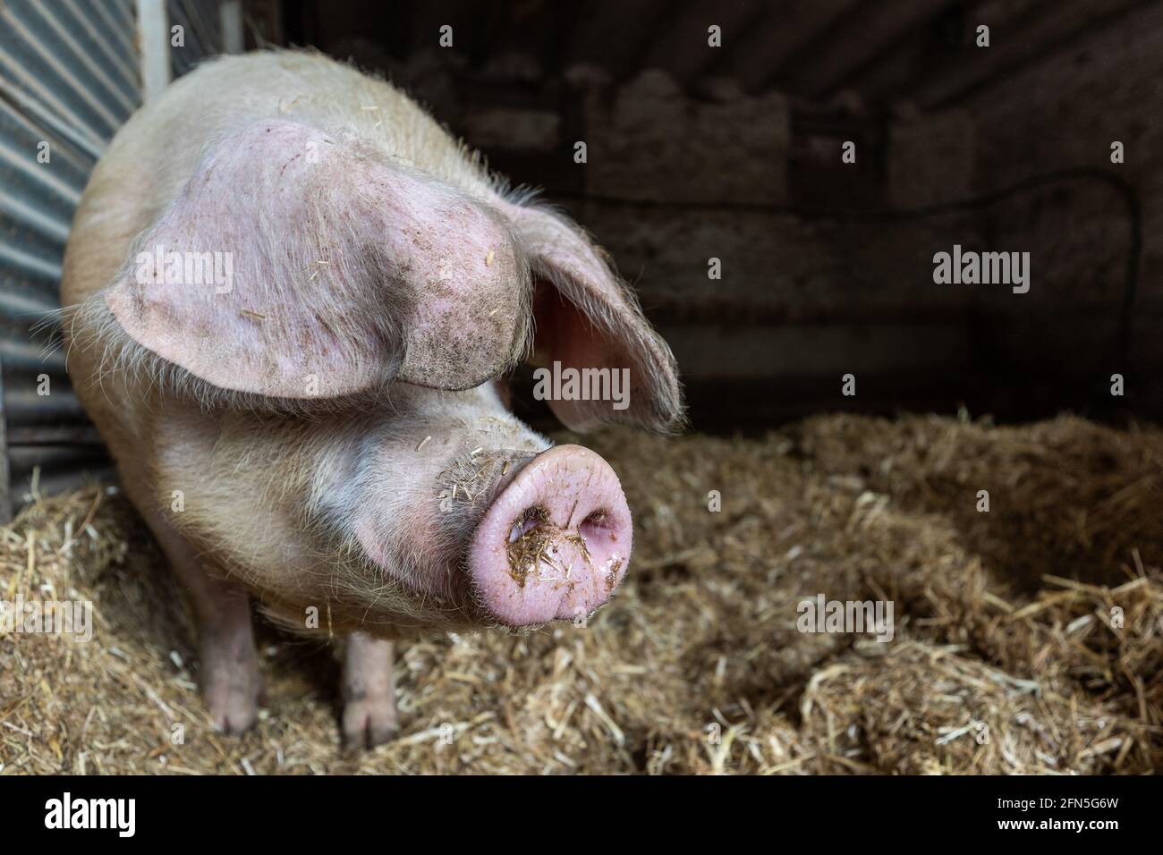 A pig in an organic French farm Stock Photo - Alamy