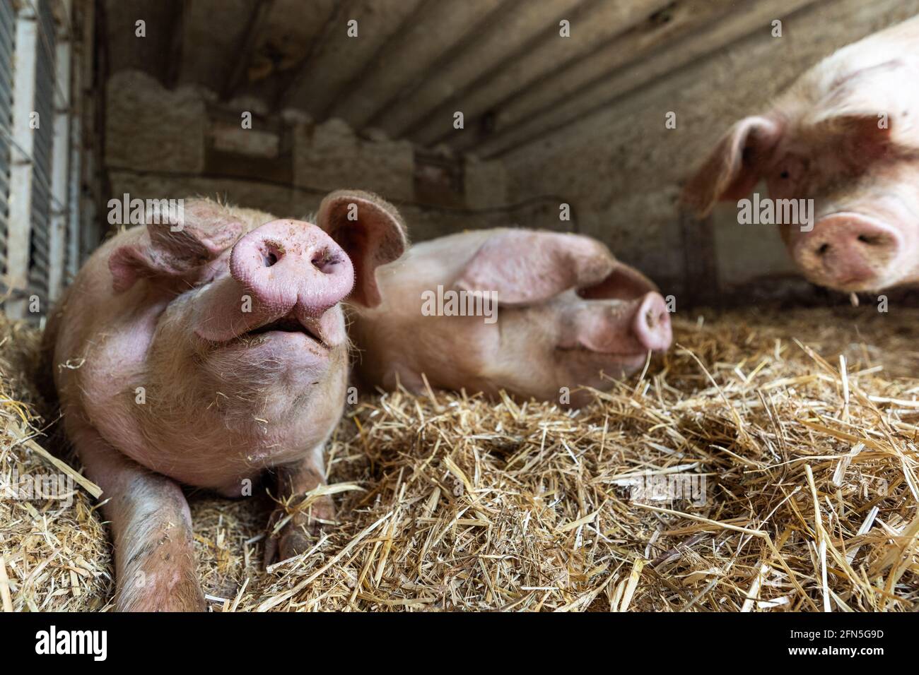 A pig in an organic French farm Stock Photo - Alamy