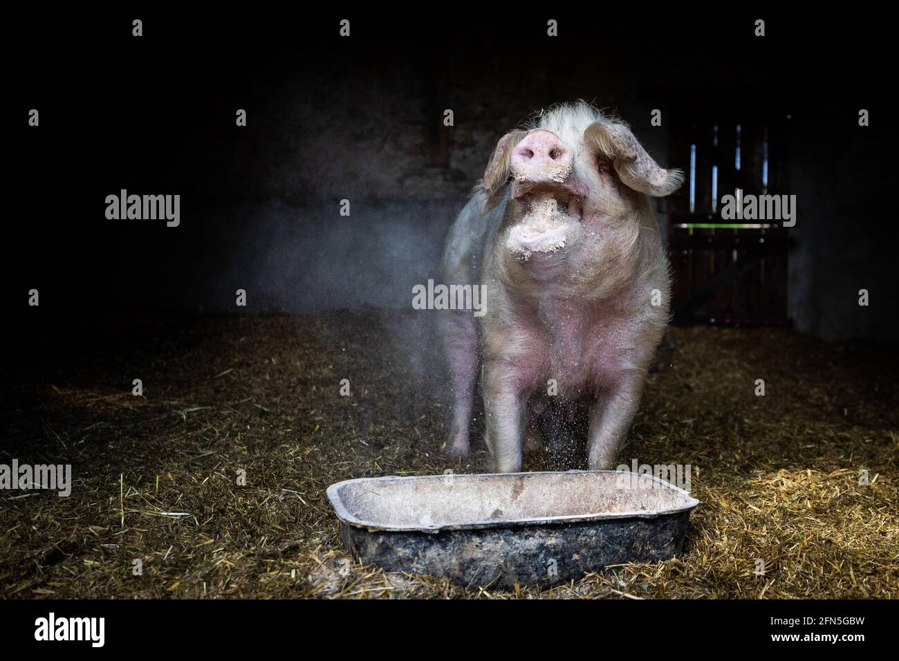 A pig in an organic French farm Stock Photo - Alamy
