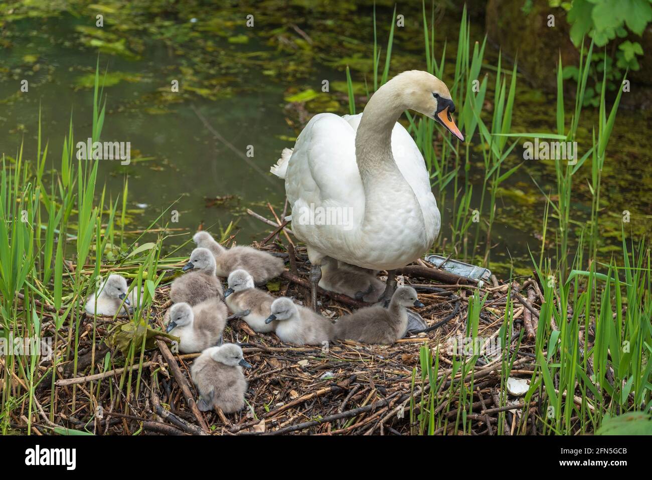 Mute swan family with ten cygnets Stock Photo - Alamy
