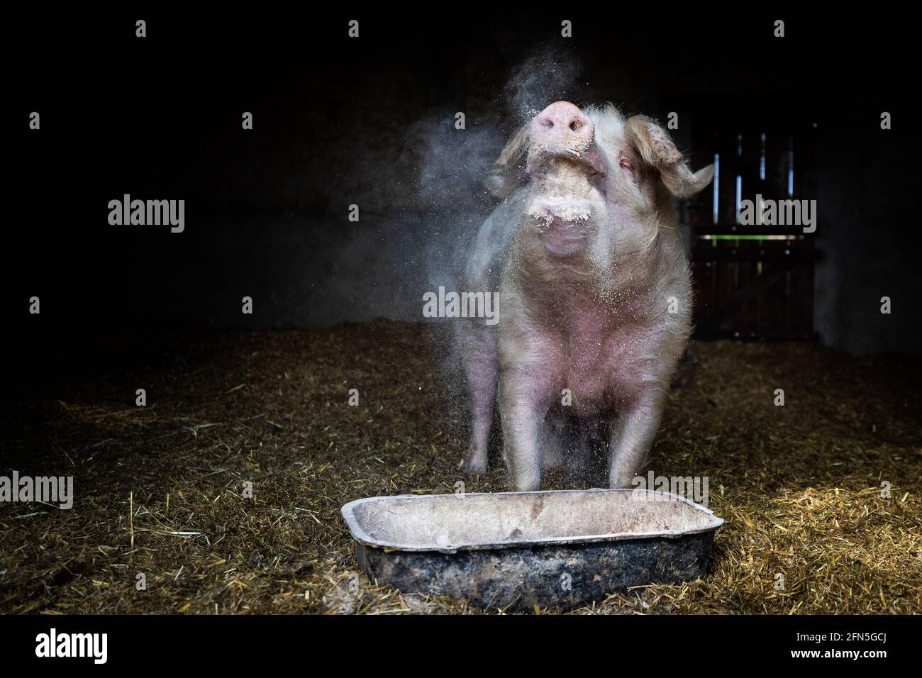 A pig in an organic French farm Stock Photo - Alamy