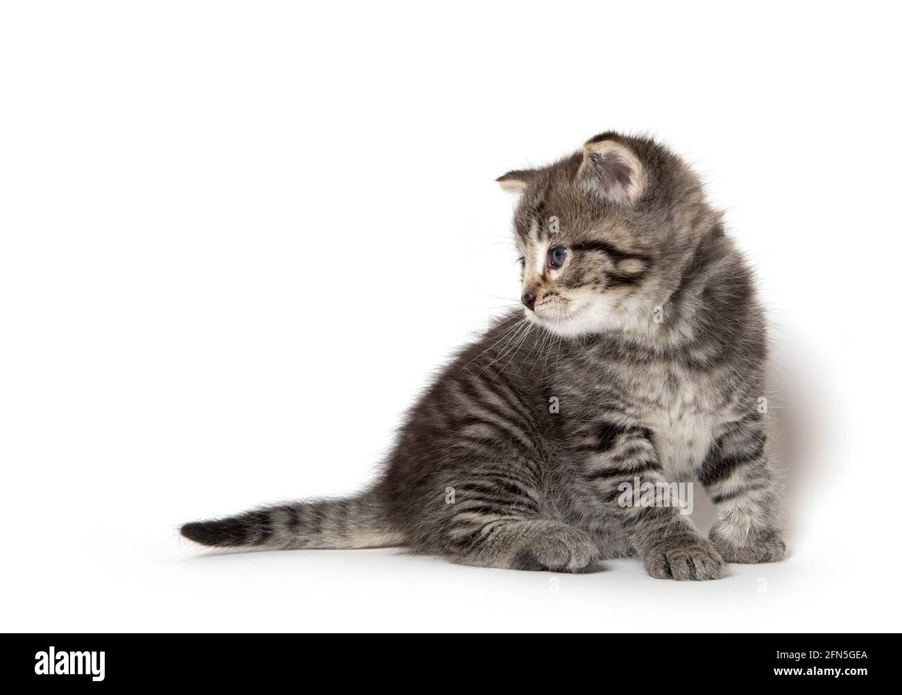 Cute baby tabby kitten isolated on white background Stock Photo - Alamy