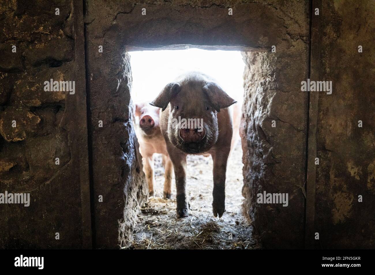 A pig in an organic French farm Stock Photo - Alamy